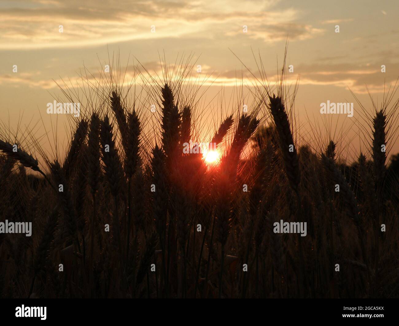 Beautiful wheat field at sunset Stock Photo - Alamy