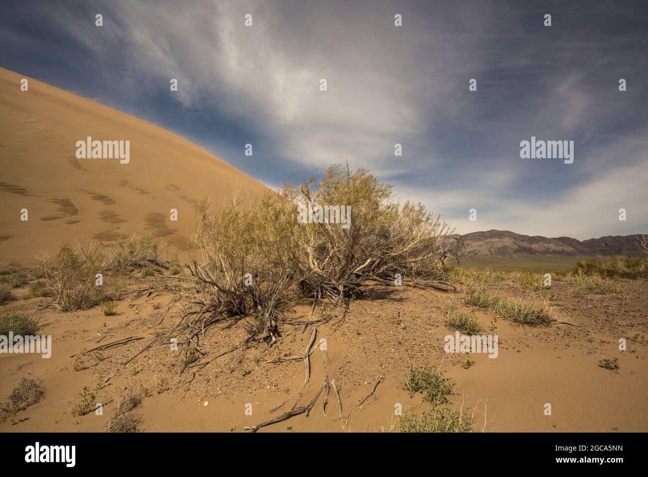 Beautiful view of some dry trees and sandhills in a desert Stock Photo ...