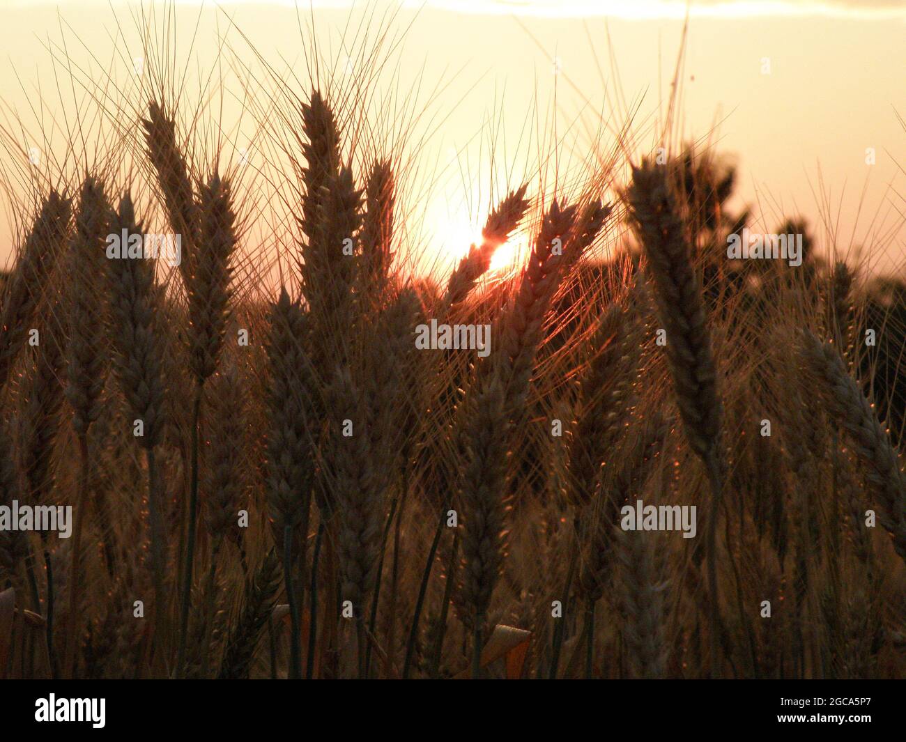 Beautiful wheat field at sunset Stock Photo - Alamy