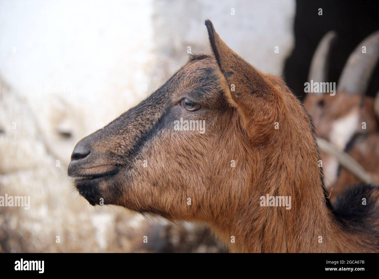 Goat face close up Stock Photo - Alamy