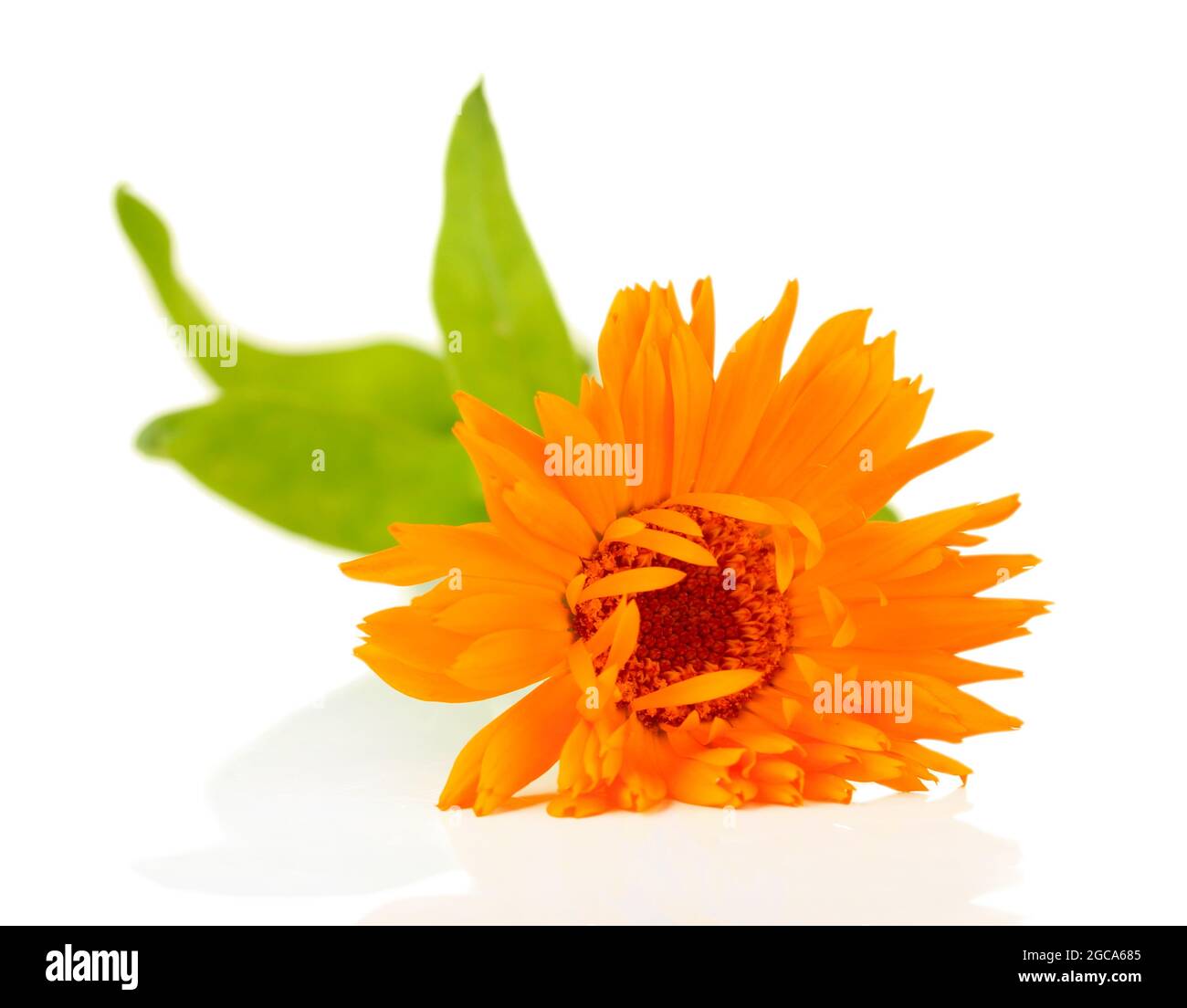 Calendula flower isolated on white Stock Photo - Alamy