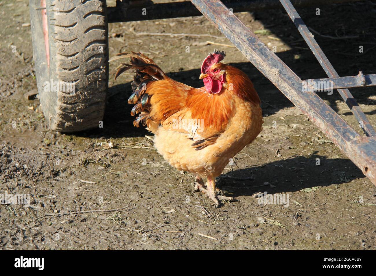 Animal mud hen hi-res stock photography and images - Alamy