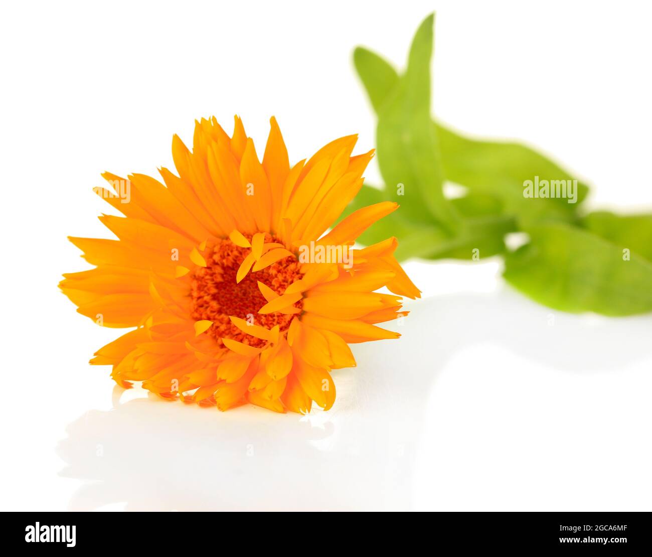 Calendula flower isolated on white Stock Photo - Alamy