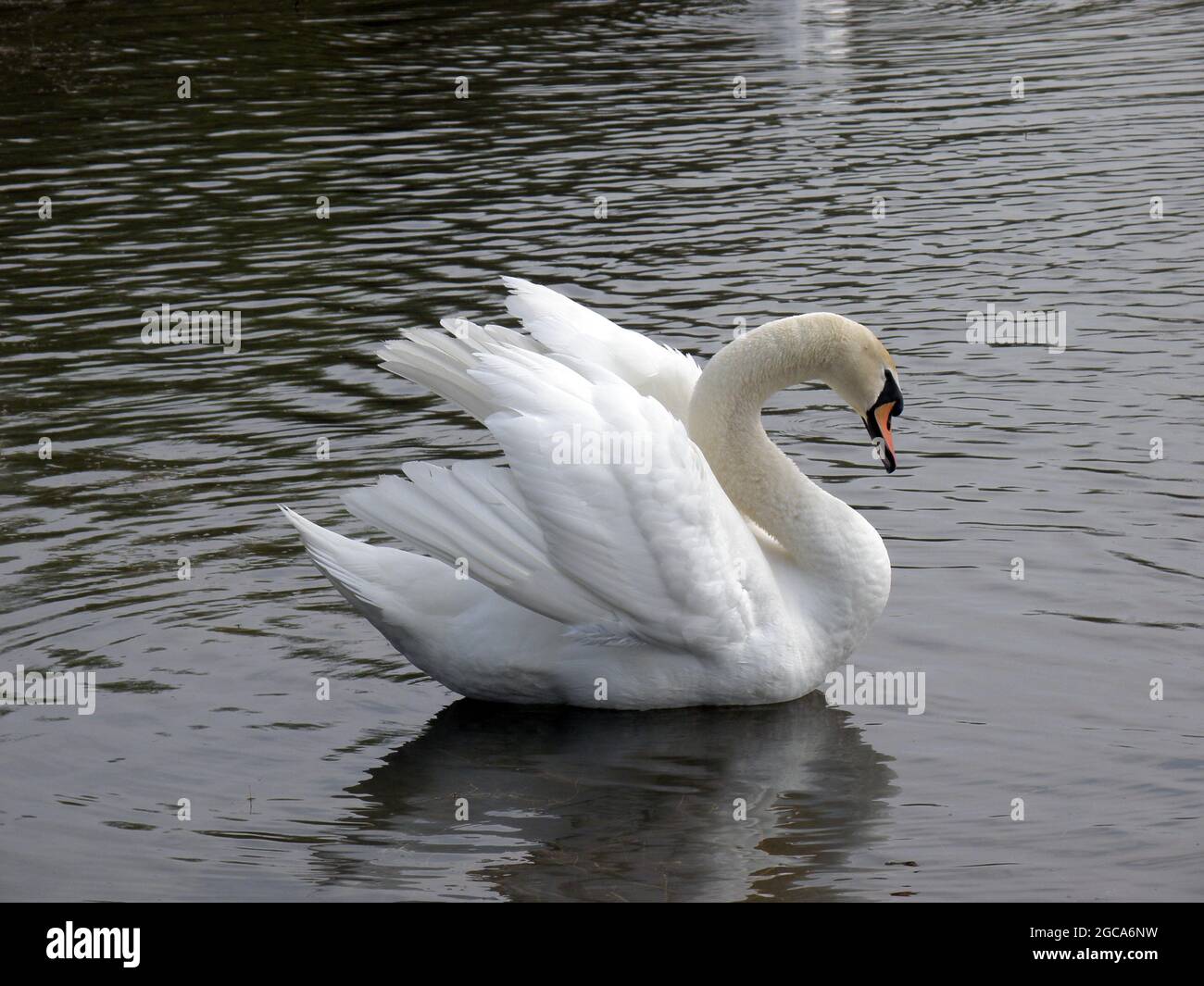 Beautiful Swanin the Lake Stock Photo - Alamy