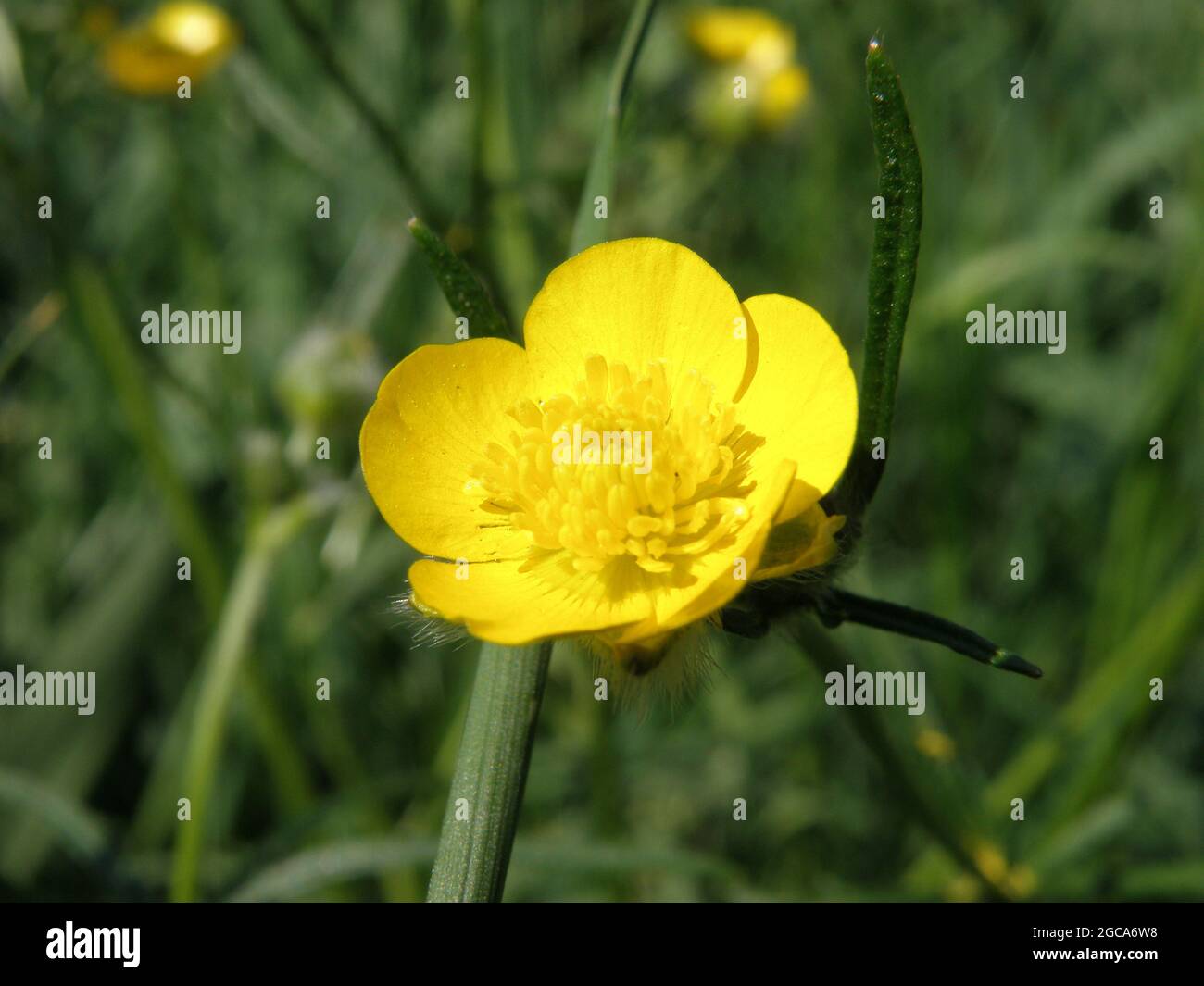 Beautiful buttercup flower Stock Photo - Alamy