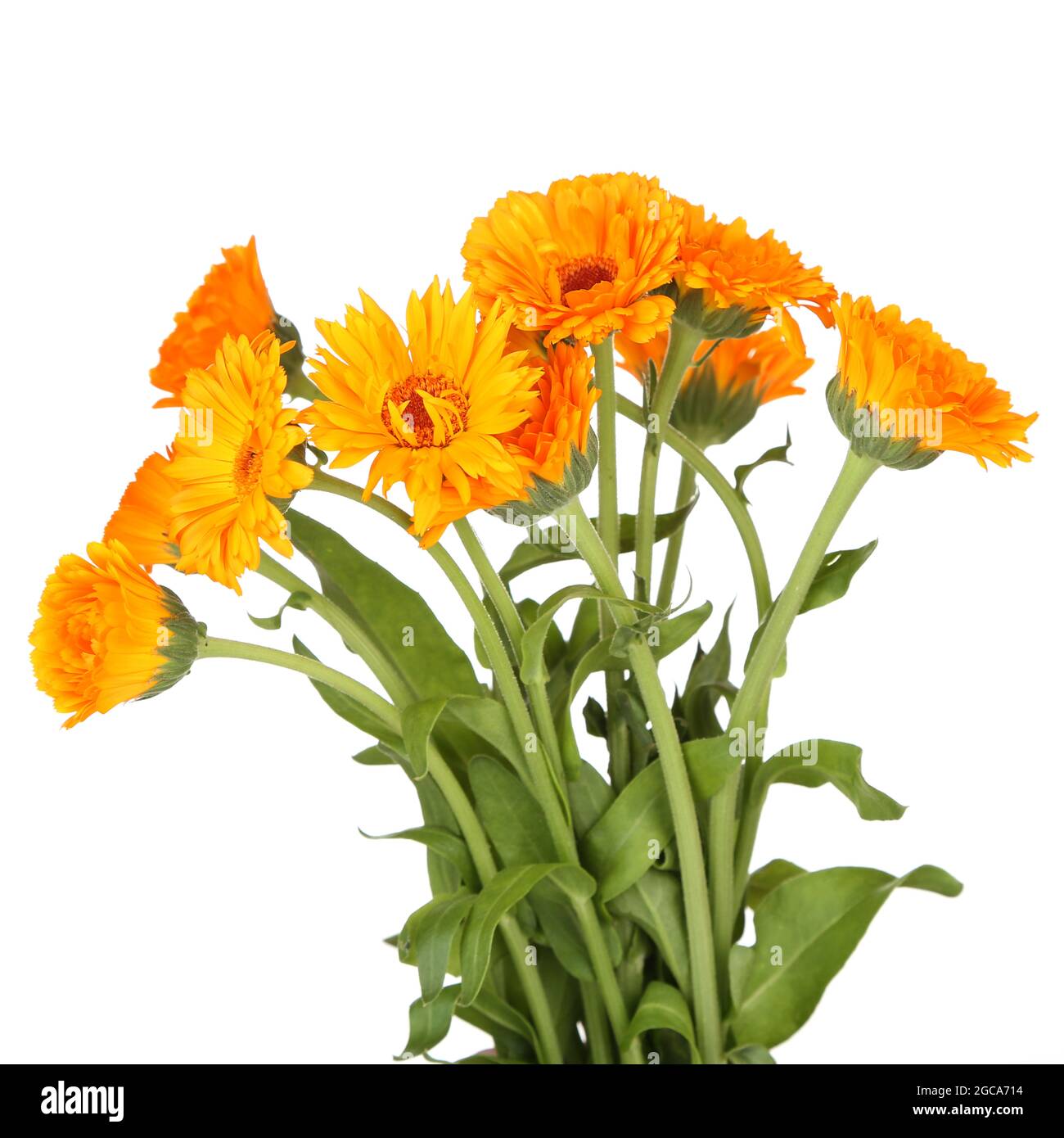 Calendula flowers isolated on white Stock Photo - Alamy