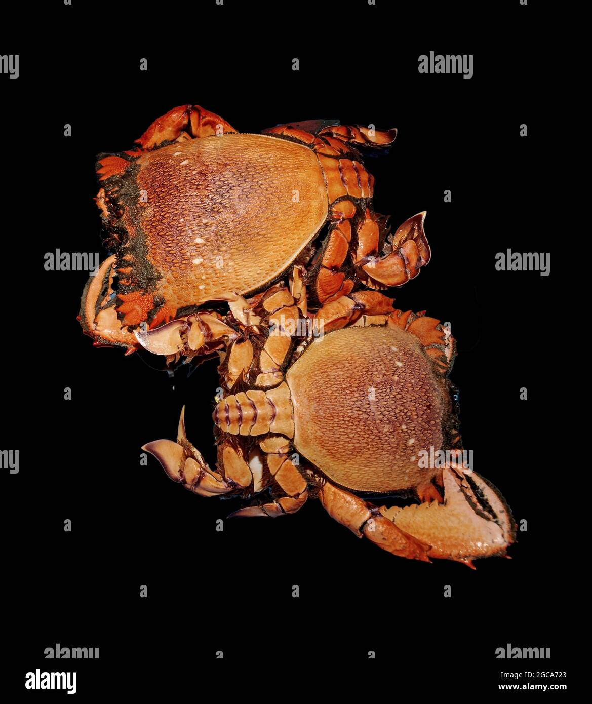 Spanner crab hi-res stock photography and images - Alamy