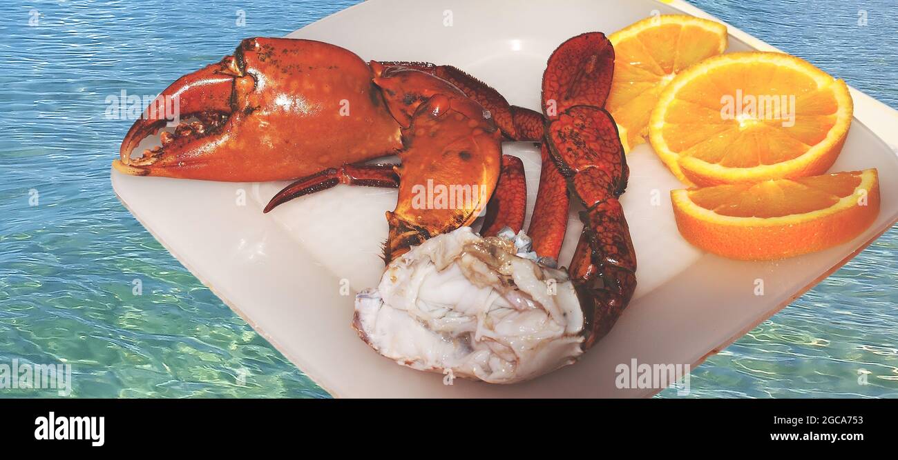 Australian Giant Mud Crab (Scylla serrata). freshly caught cleaned and ...