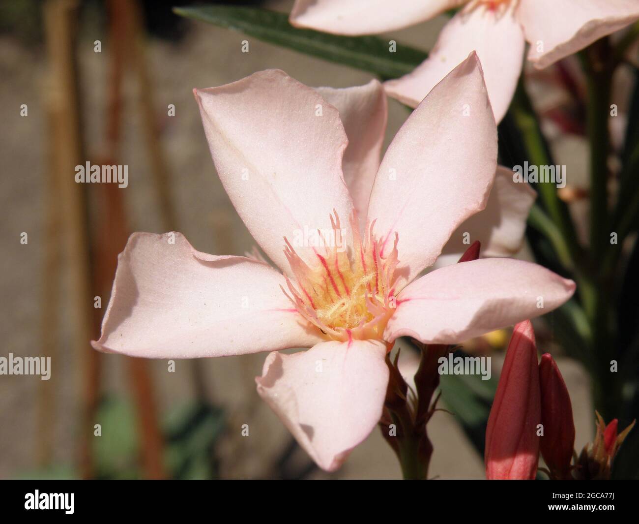 Beautiful oleander flower Stock Photo - Alamy