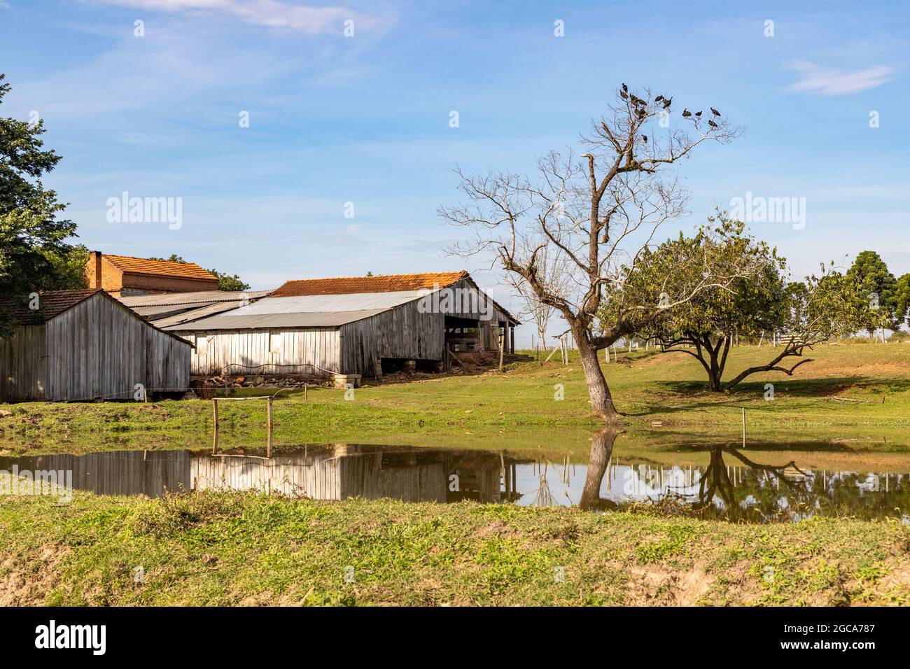Farm with lake and Tapicuru birds over tree, Venancio Aires, Rio Grande ...