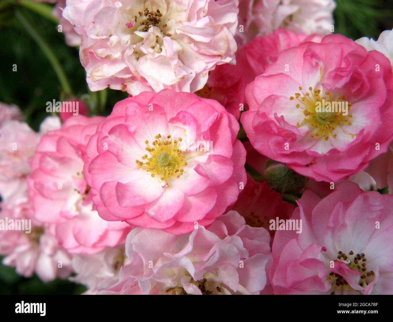 Beautiful pink roses, nice flowers Stock Photo - Alamy