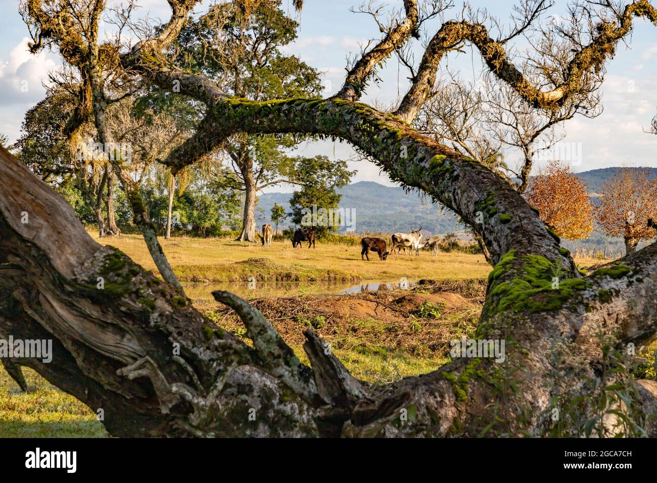 Old and dried trunk in a farm field with cow, trees and lake, Venancio ...