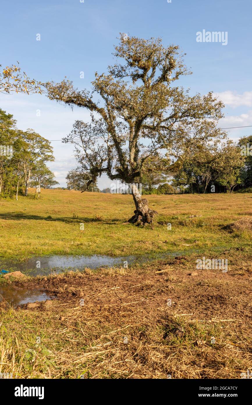 Tree in a farm field, Venancio Aires, Rio Grande do Sul, Brazil Stock ...