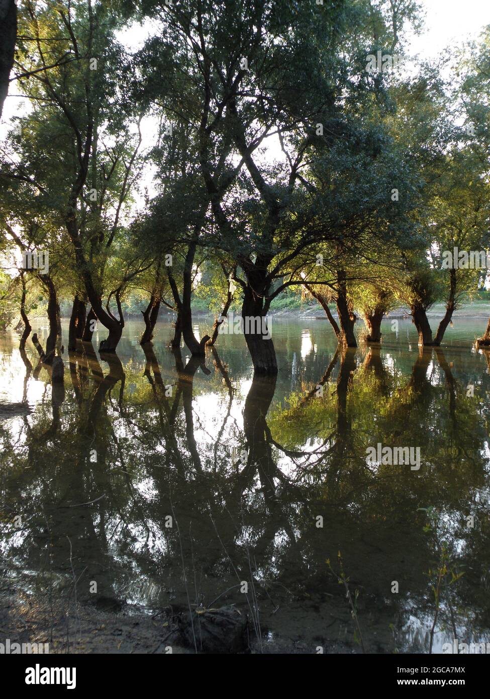 Trees in flood water with reflection Stock Photo - Alamy