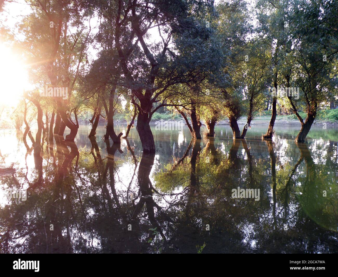 Trees in flood water with reflection Stock Photo - Alamy