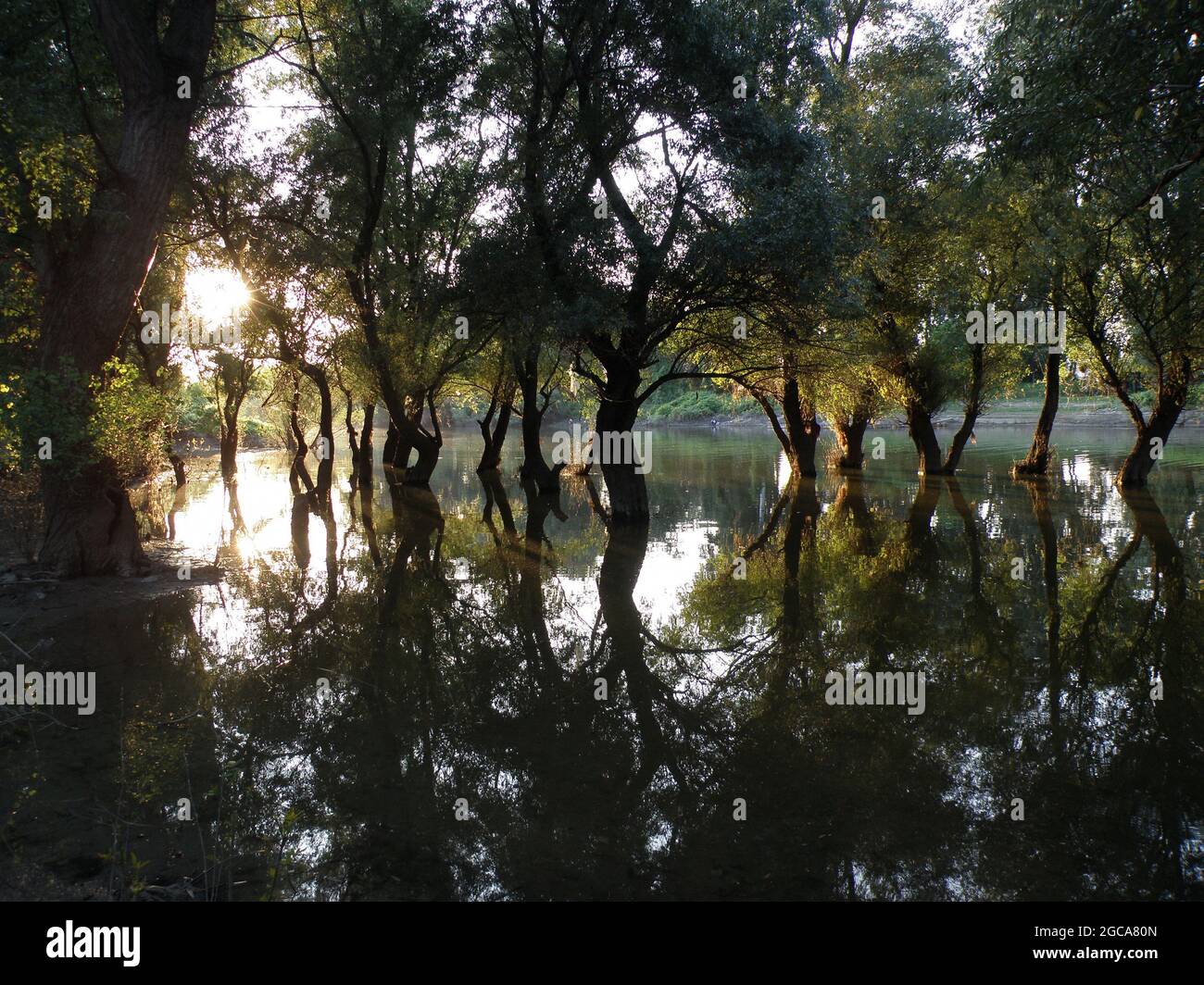 Trees in flood hi-res stock photography and images - Alamy