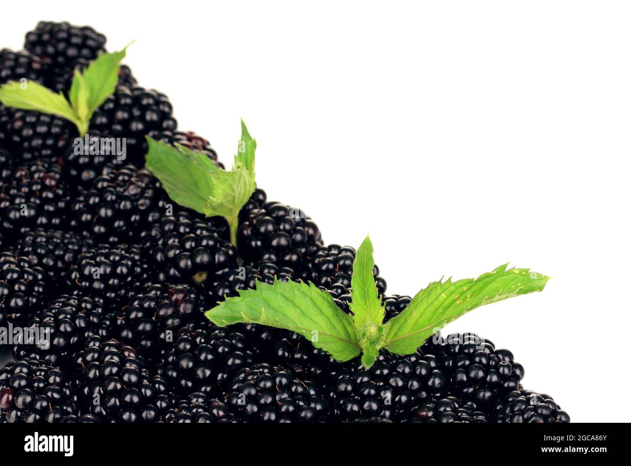 Sweet blackberry isolated on white Stock Photo - Alamy