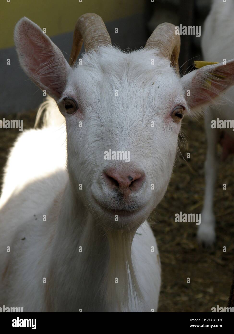 Goat Face Close Up Stock Photo - Alamy