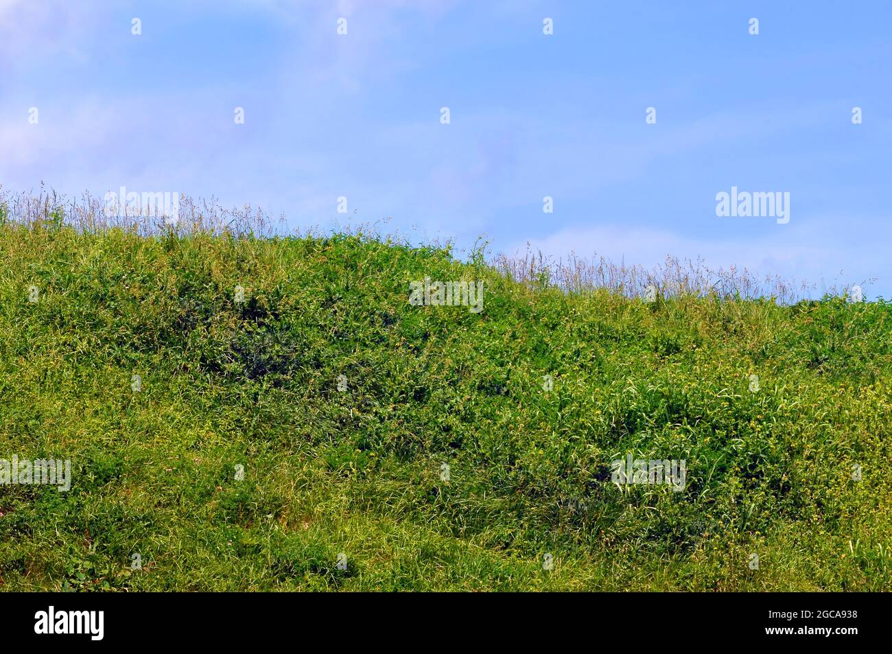 Arkansas hillside has deep rolling grass with lots of extra wild ...