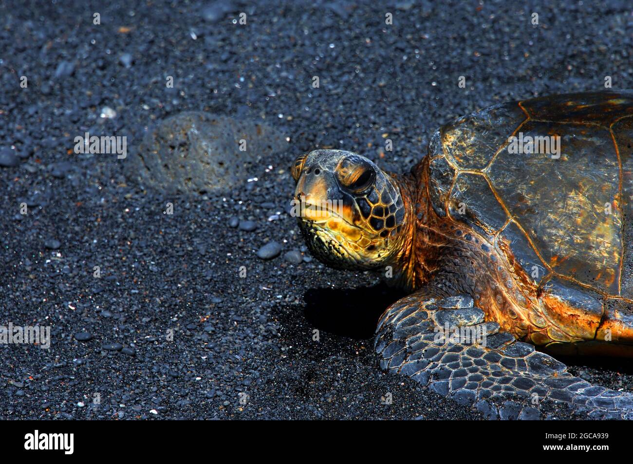 Wary, green sea turtle raises his head and looks sideways. He is laying ...