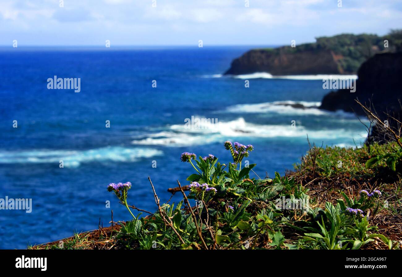 Wildflowers bloom along cliffs edge overlooking the Alenuihaha Channel ...
