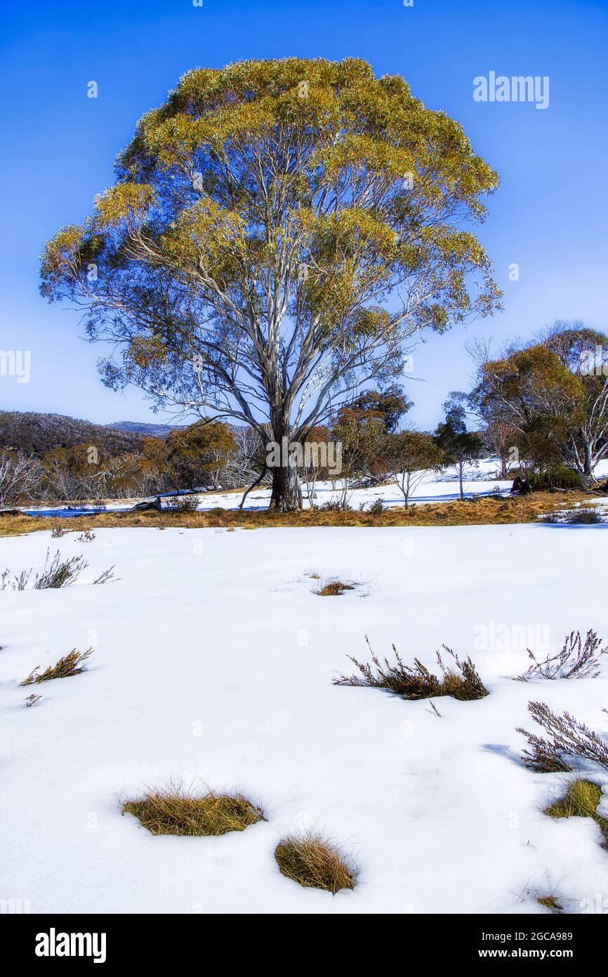 Snowgum tree on snow field in Snowy mountaisn of Australia - sunny ...