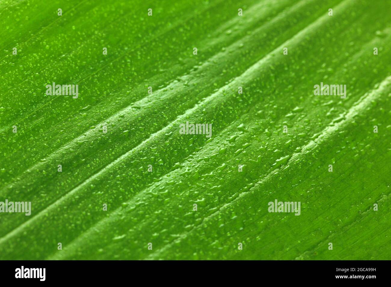 Green leaf close-up background Stock Photo - Alamy