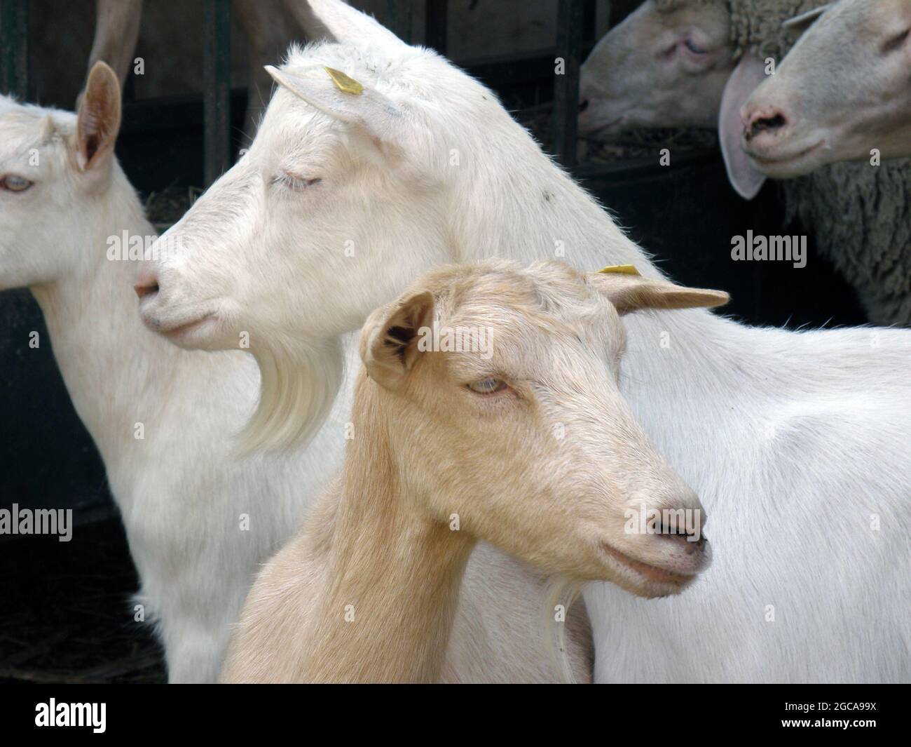 Goat Face Close Up Stock Photo - Alamy