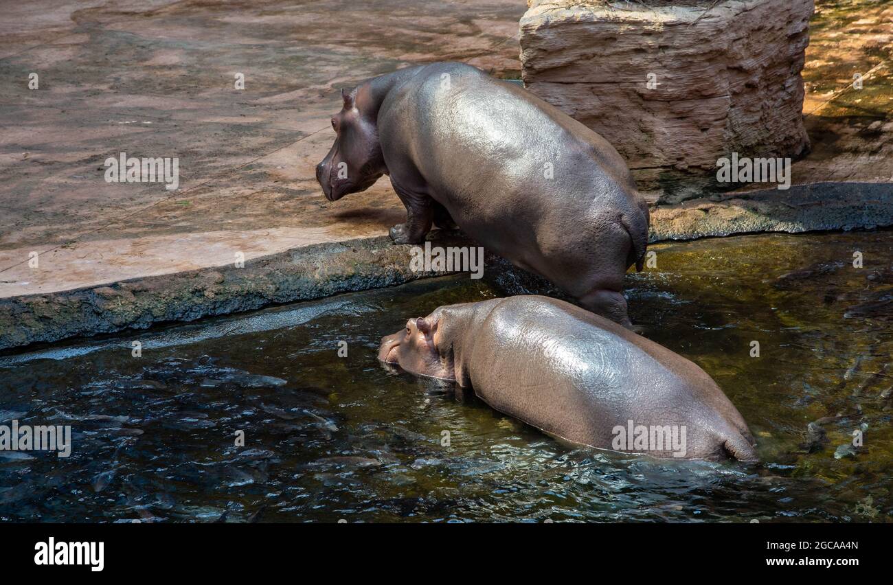 Two hippos coming out of the water Stock Photo - Alamy