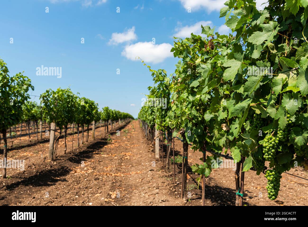 Grape Rows in Vineyard. Viticulture Farming Stock Photo - Alamy