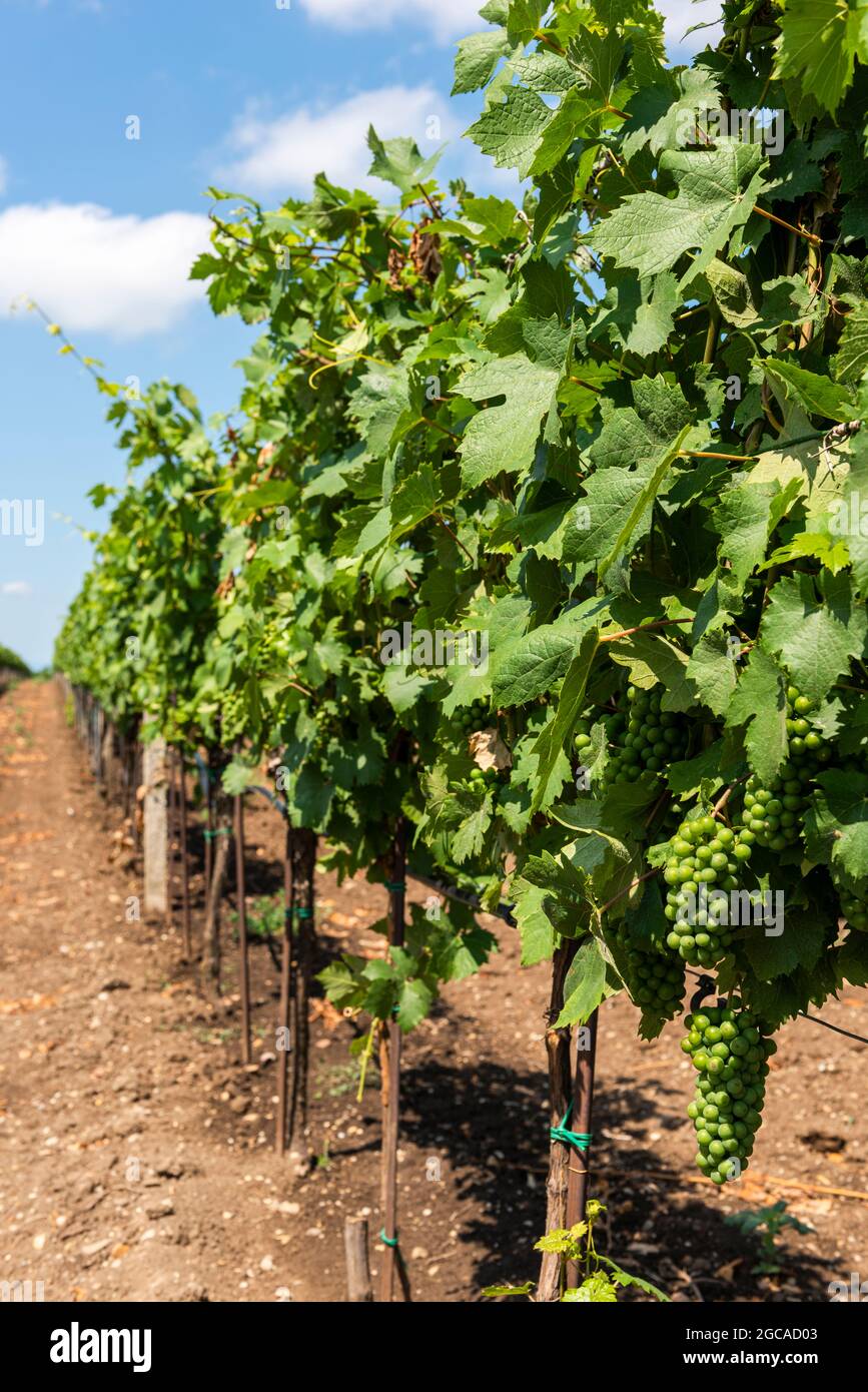 Grape Rows in Vineyard. Viticulture Farming Stock Photo - Alamy
