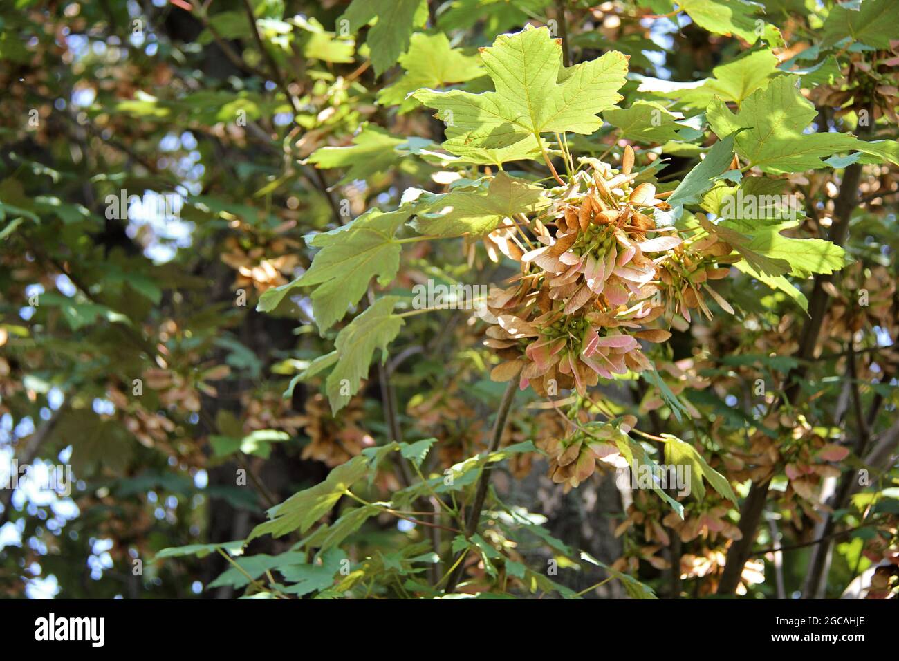 Beautiful Maple Tree Samara Stock Photo - Alamy