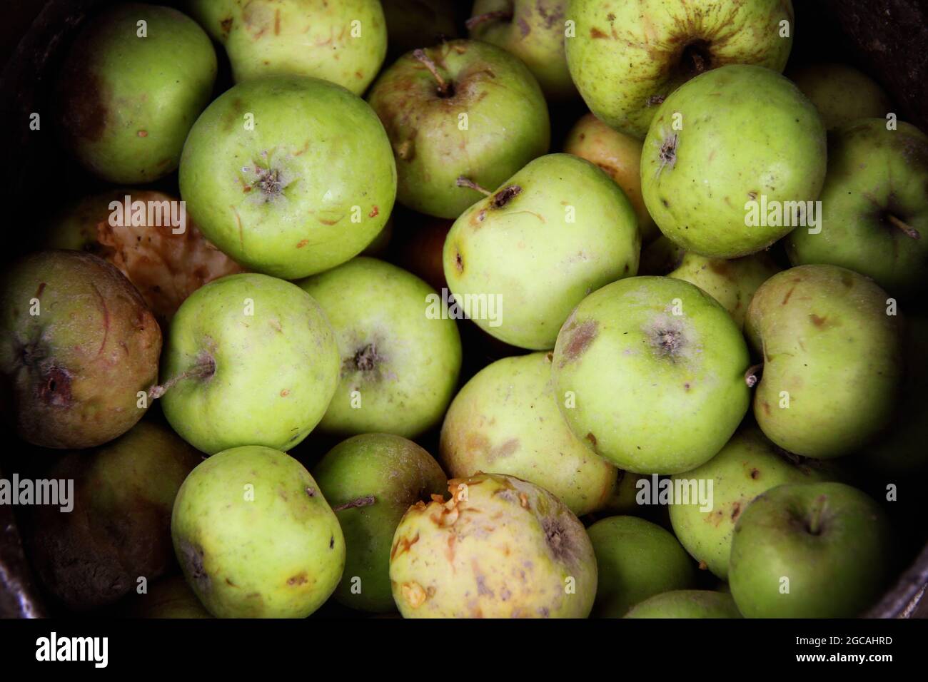 Apple basket rotten hi-res stock photography and images - Alamy
