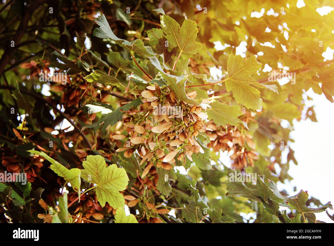 Maple Tree Samara Crop Stock Photo - Alamy