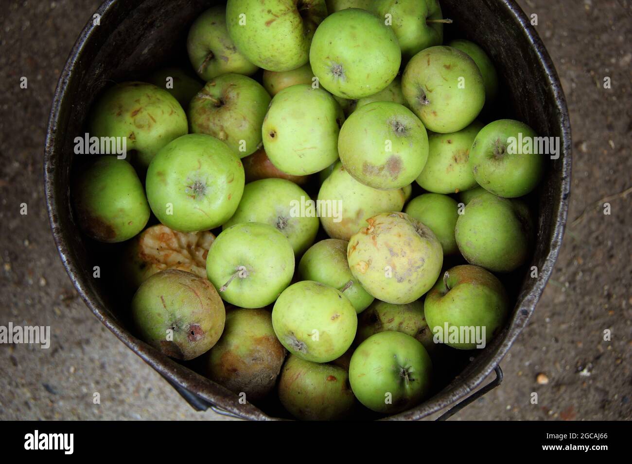 Green Putrid Rotten Apples in the bucket Stock Photo - Alamy