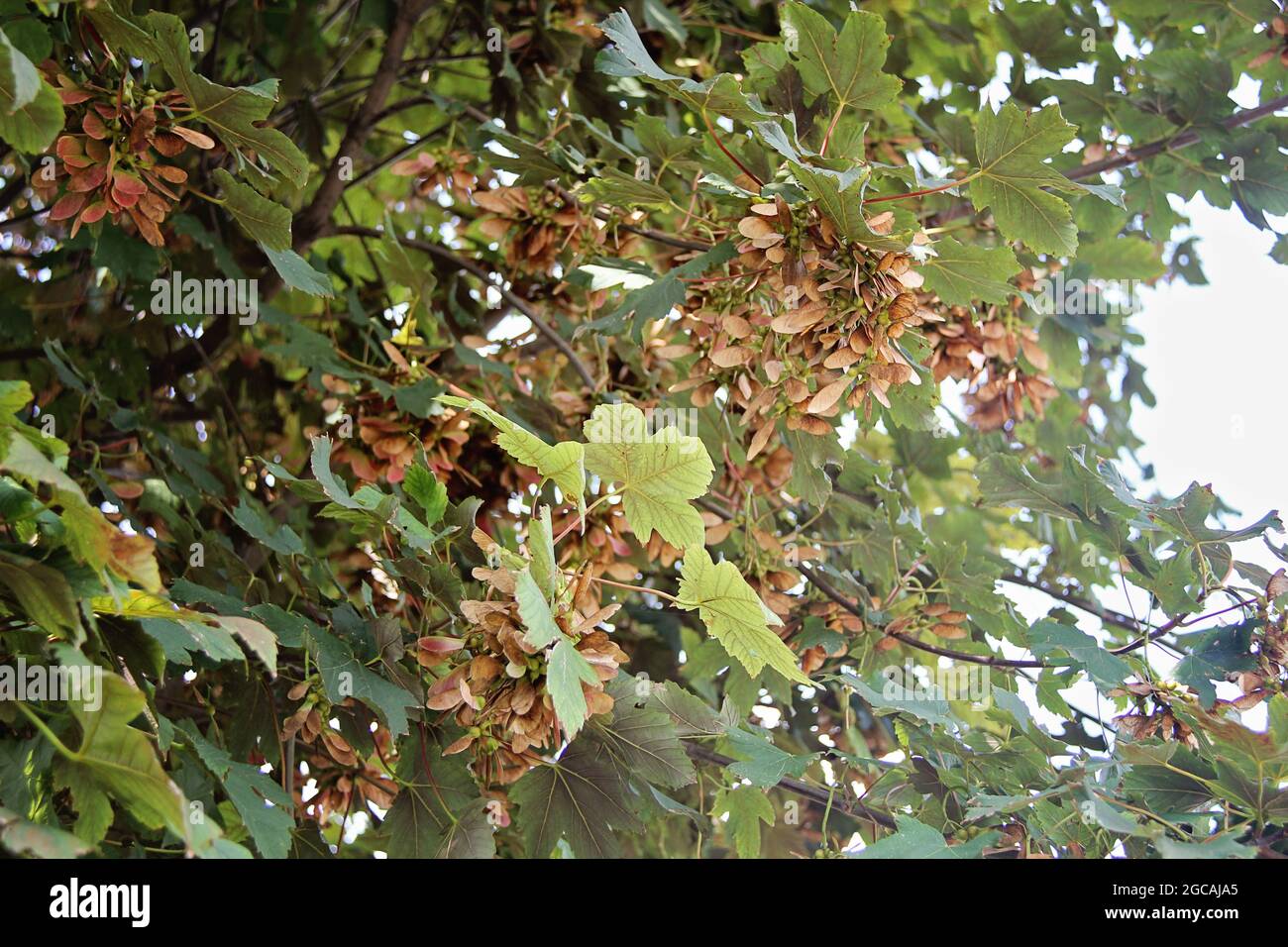 Maple Tree Samara Stock Photo - Alamy