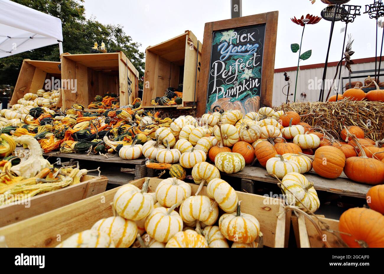 Seasonal autumn display featuring hi-res stock photography and images ...