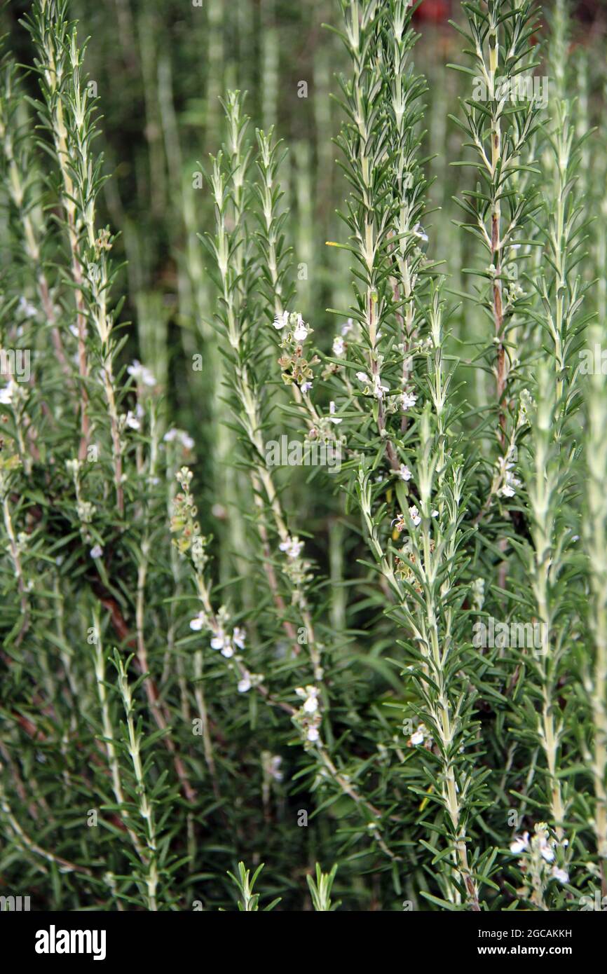 Rosemary Flower Garden Close-Up Stock Photo - Alamy