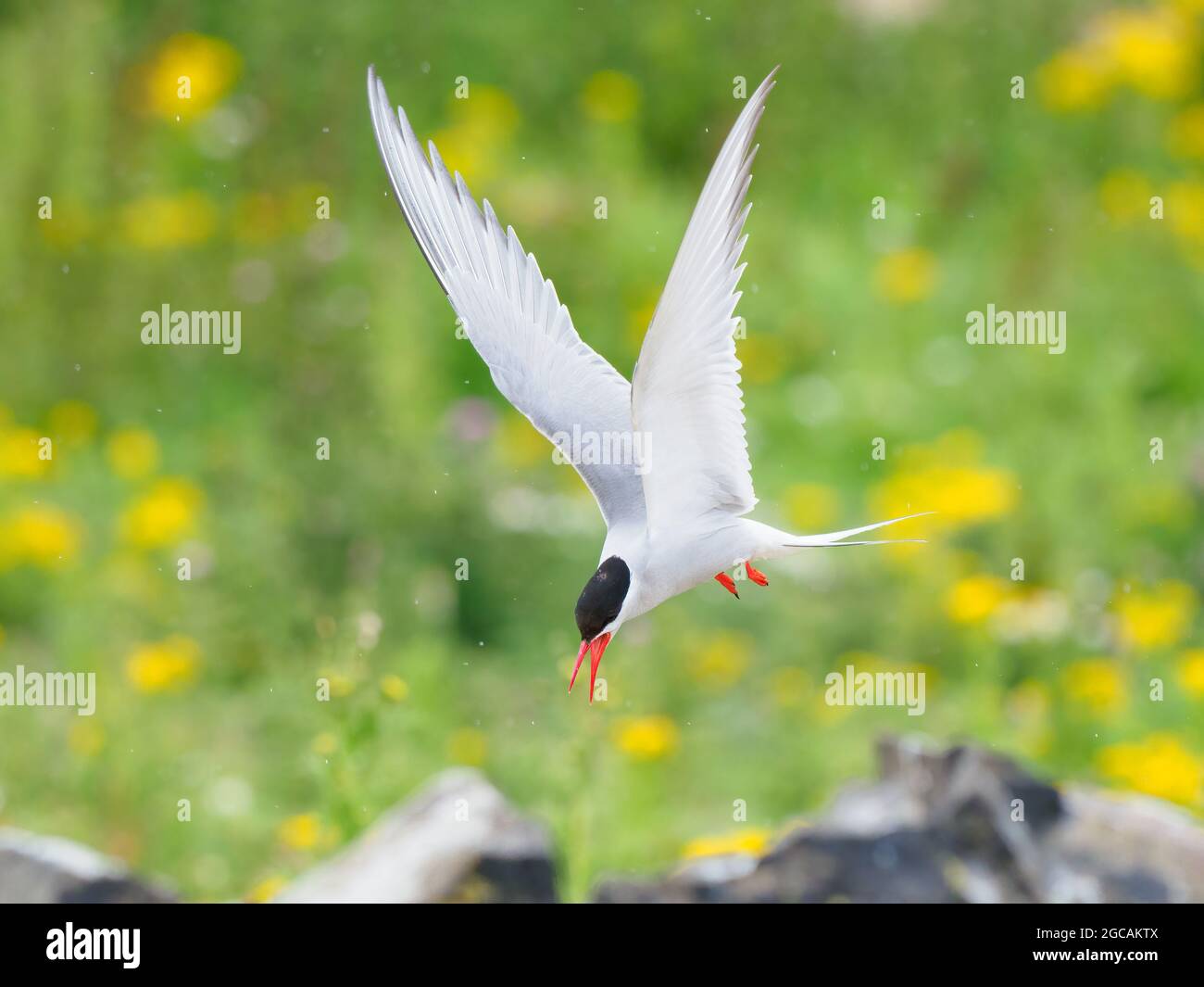 tern in flight Stock Photo - Alamy
