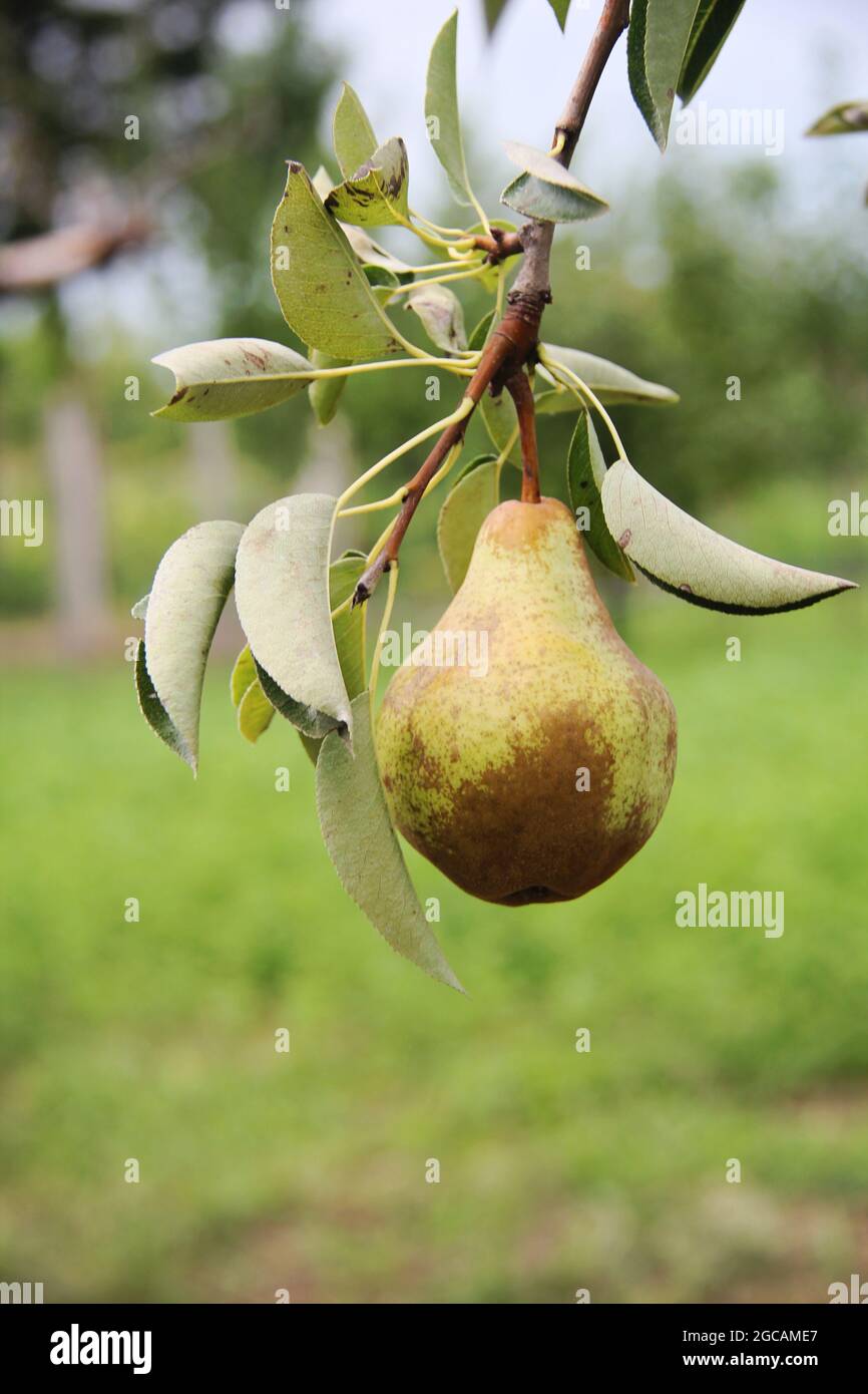 Ripe william pears hi-res stock photography and images - Alamy