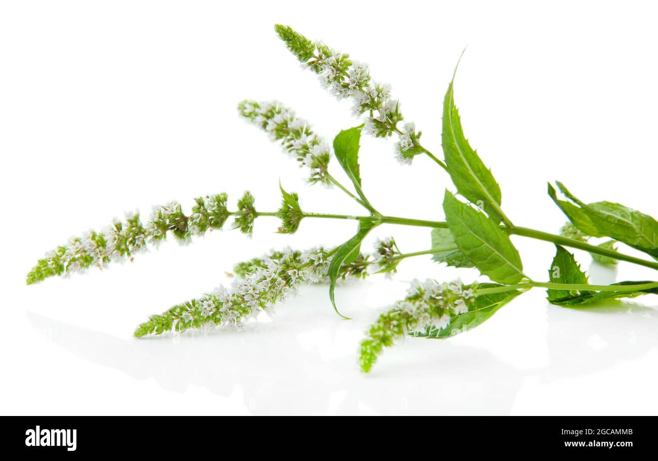 Fresh mint flowers isolated on white Stock Photo - Alamy