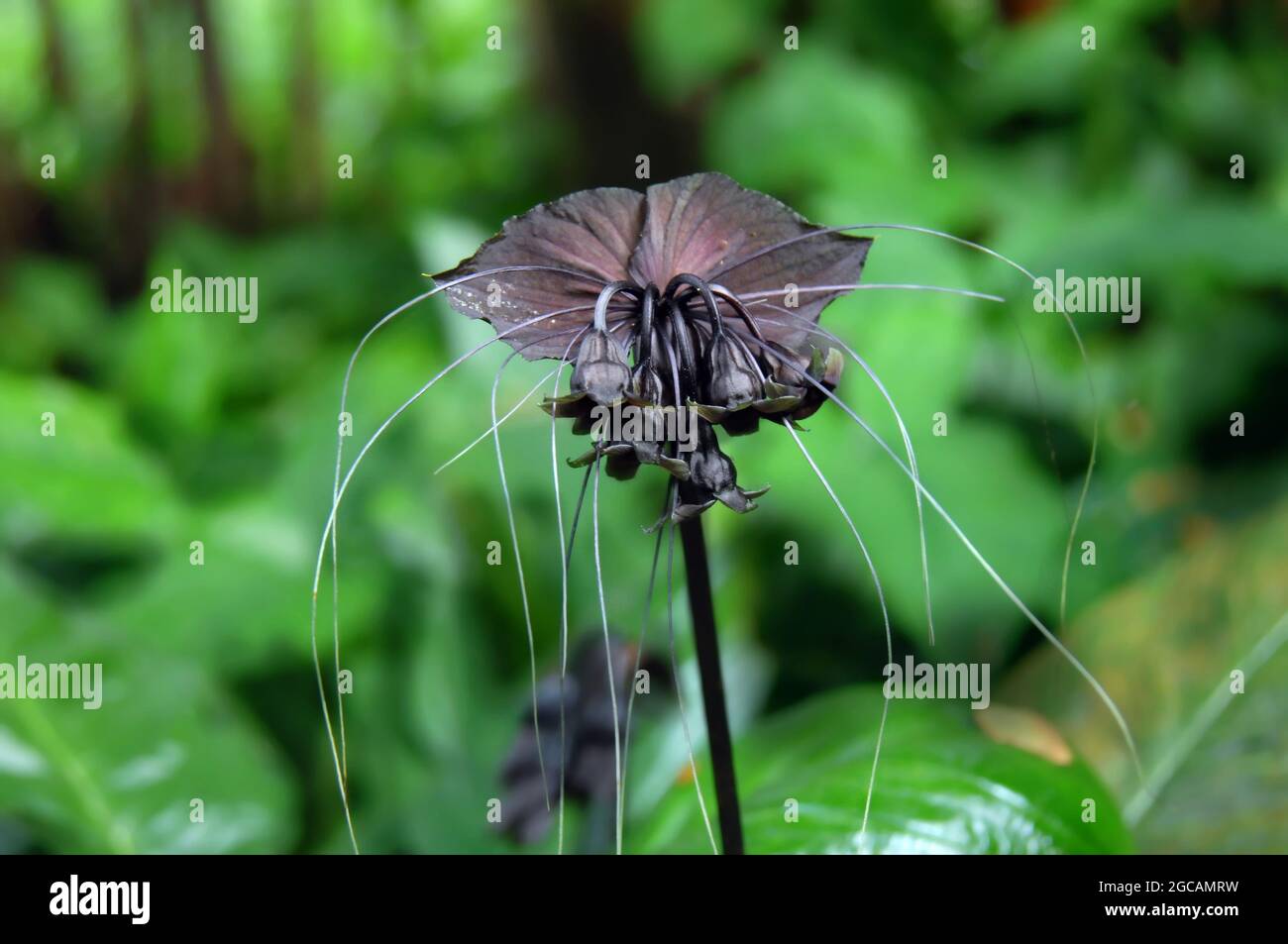 Bat Flower or Devil's Flower, named for its unusual looks, grows in the ...