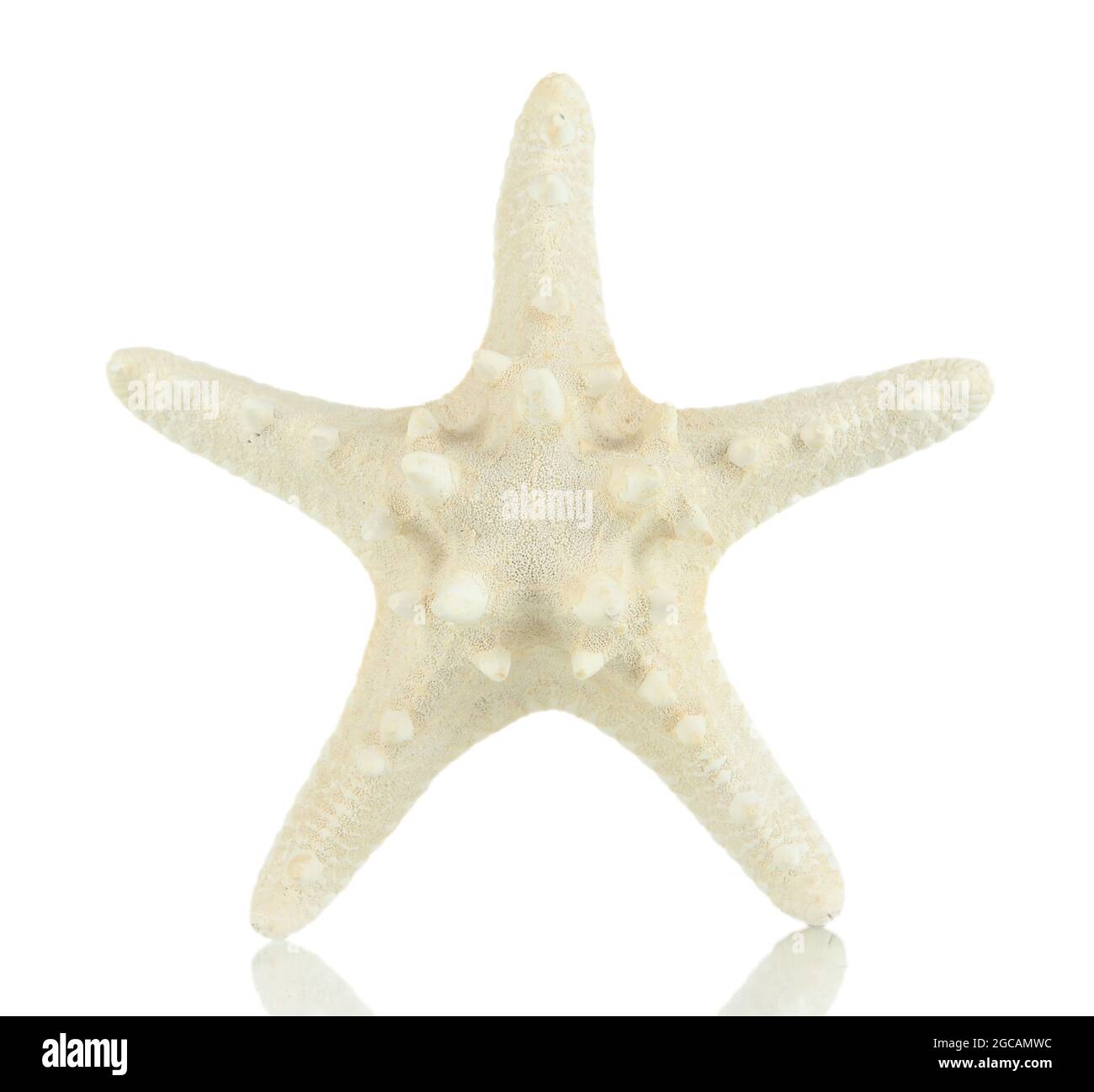 White starfish isolated on white Stock Photo - Alamy