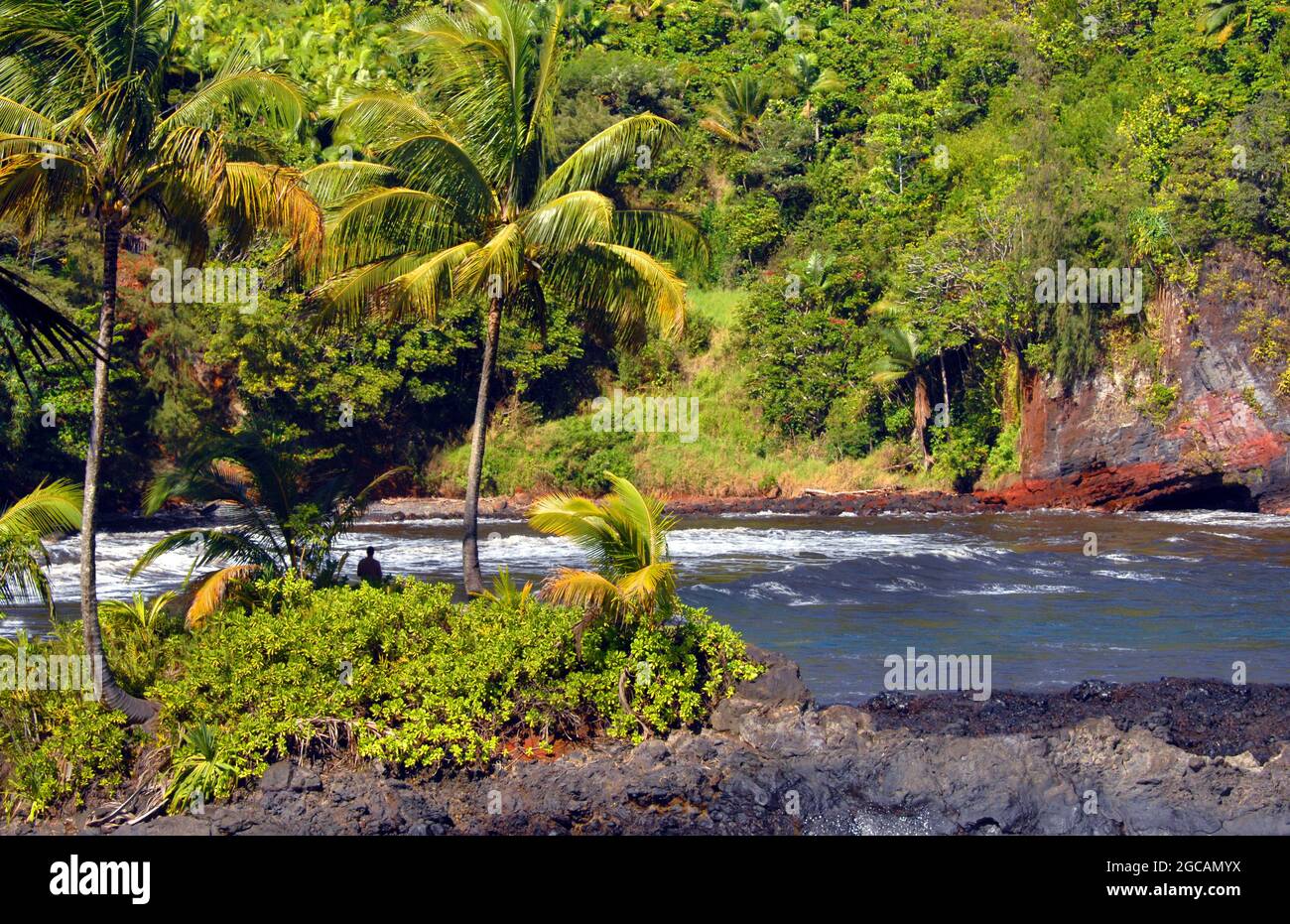 Fisherman quietly fishes in the shadows of the palm trees lining the ...
