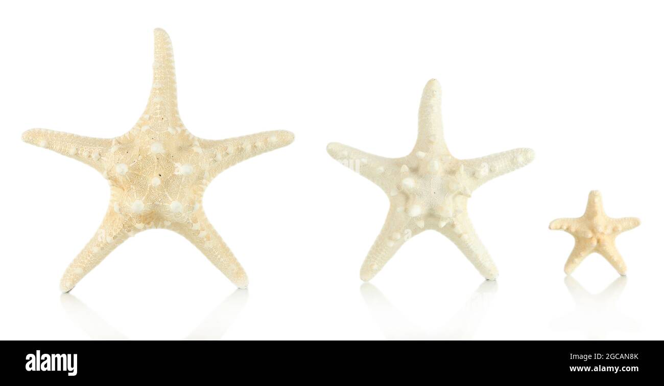 White starfishes isolated on white Stock Photo - Alamy