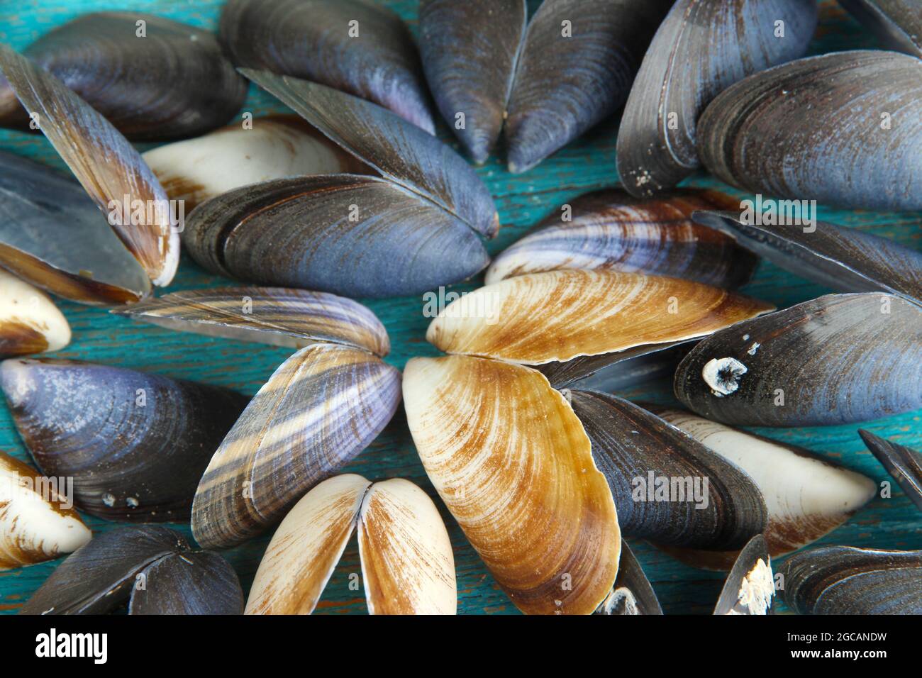 Sea seashells close-up background Stock Photo - Alamy