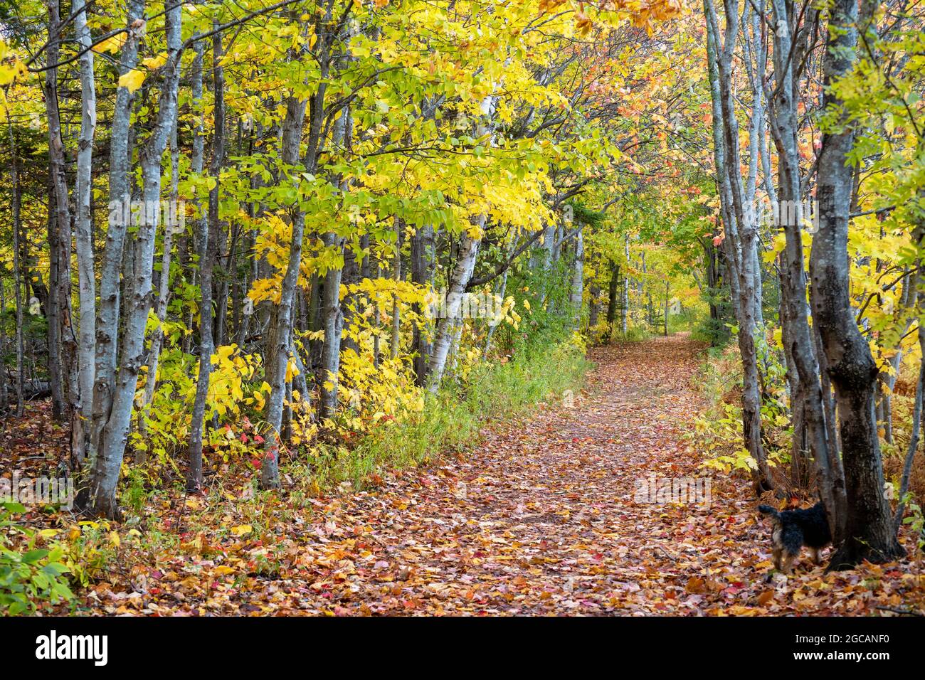 Walking through forest trail leaves hi-res stock photography and images ...