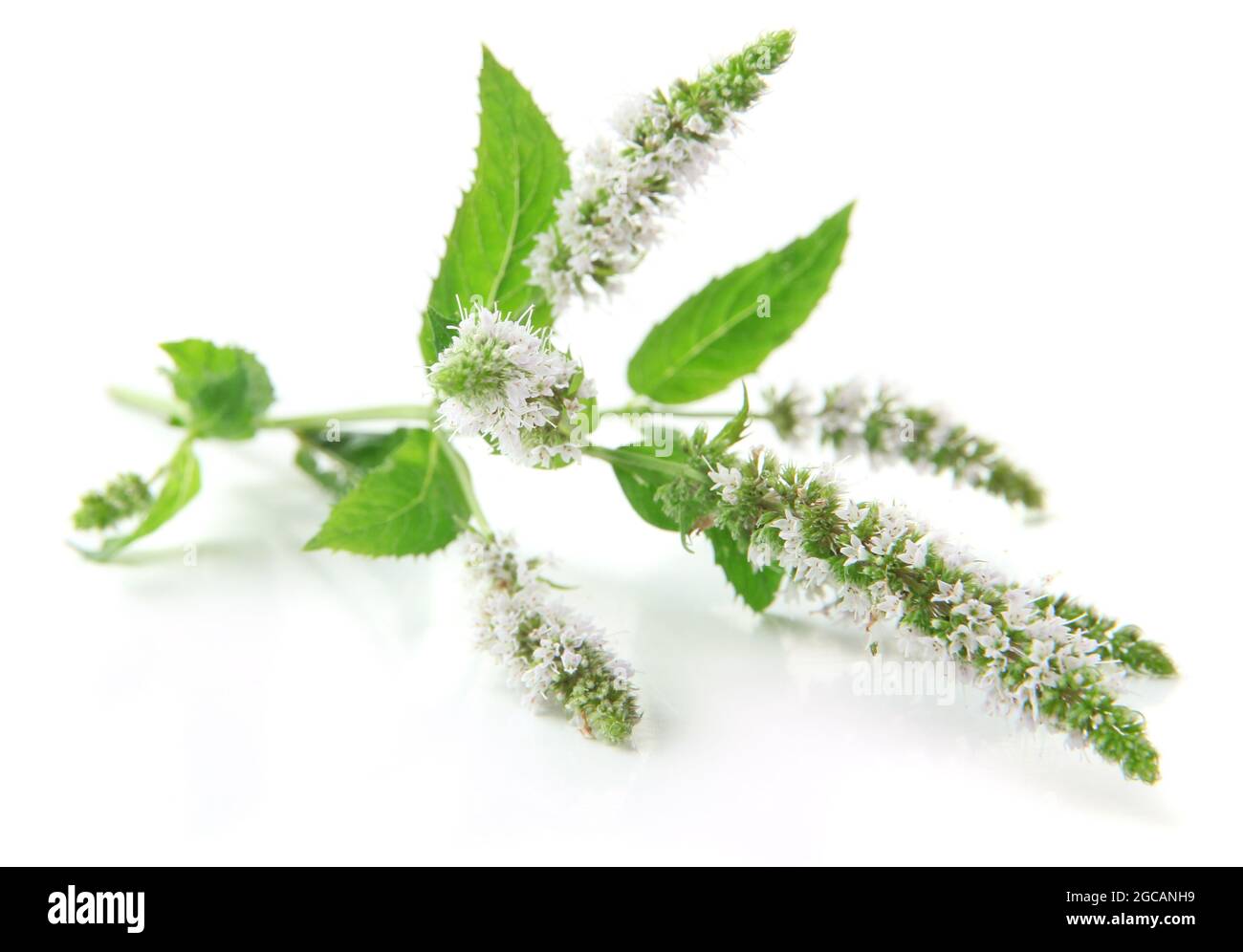 Fresh mint flowers isolated on white Stock Photo - Alamy