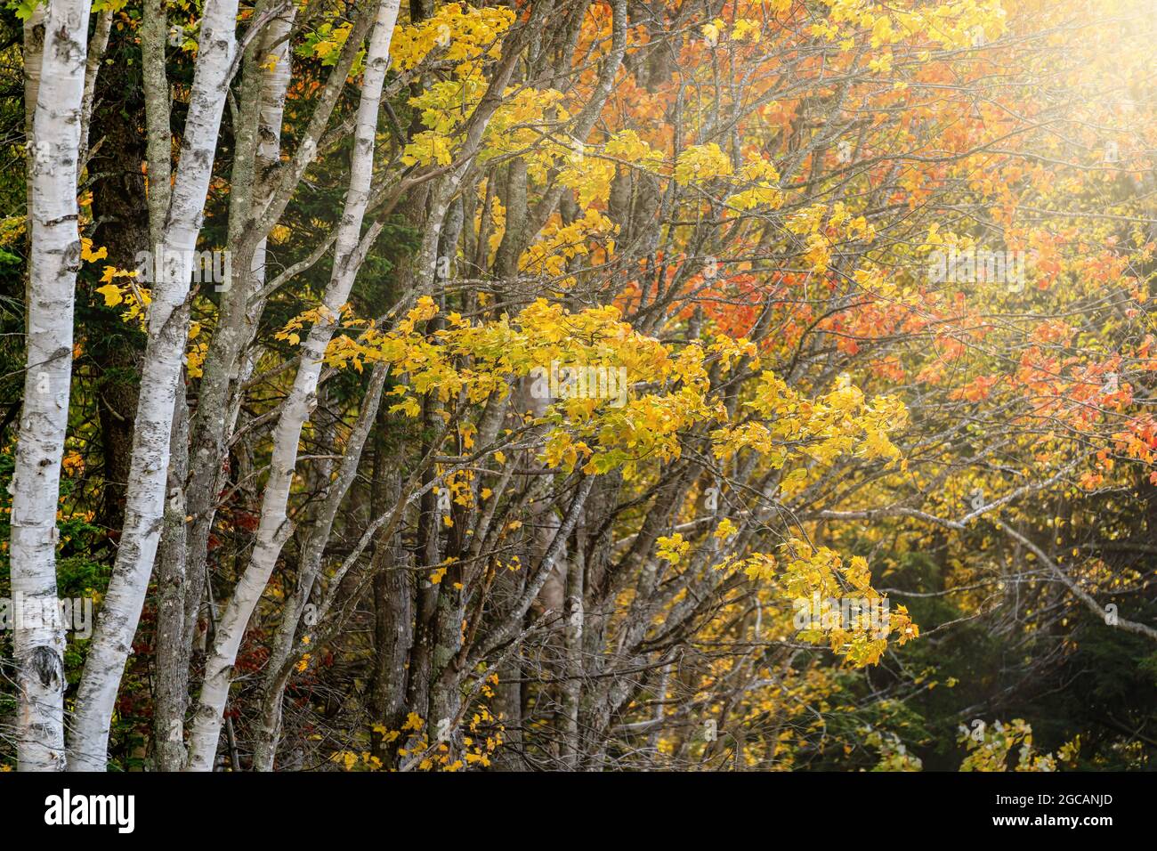 Fall wild forest foliage hi-res stock photography and images - Alamy