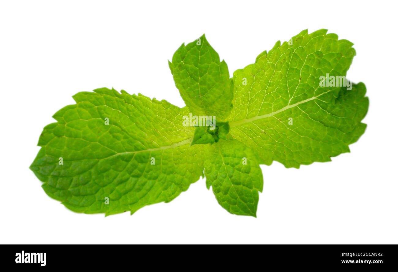 Fresh mint leaves isolated on white Stock Photo - Alamy